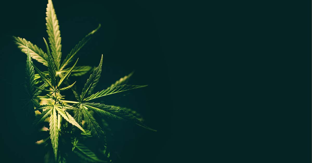 South Florida Medical Marijuana Treatment Centers